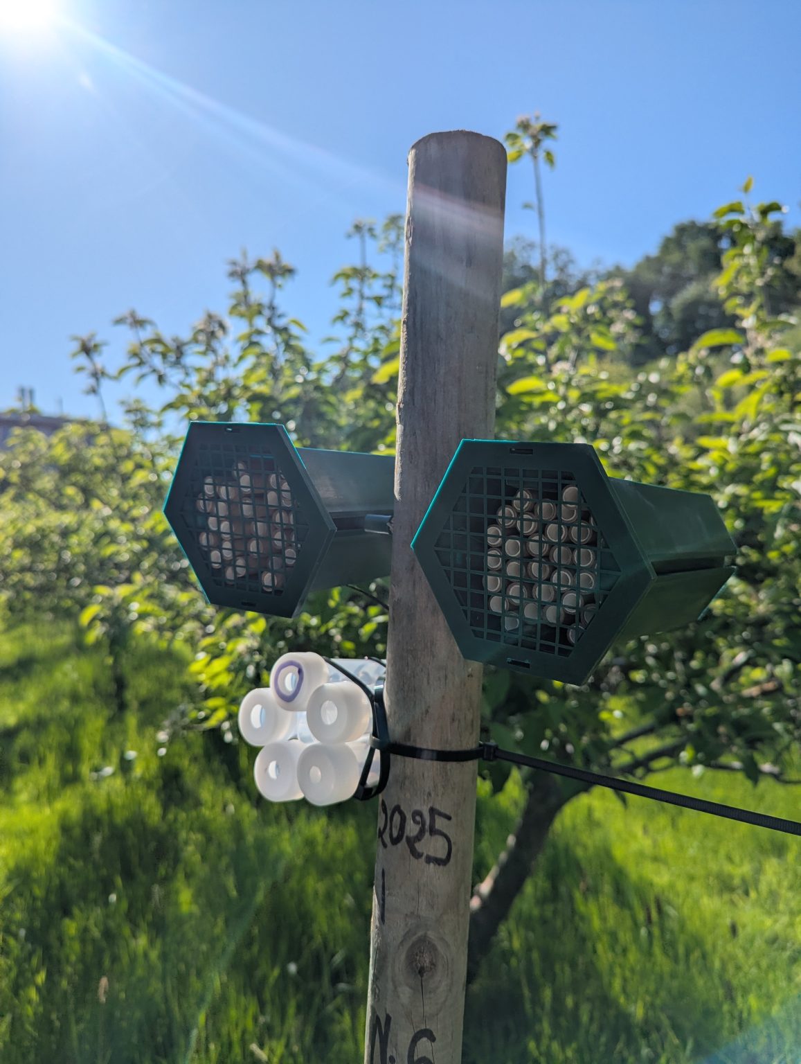 Release the bees! – Resilience of pollinators